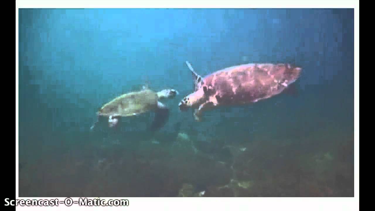 Turtles High Five - YouTube