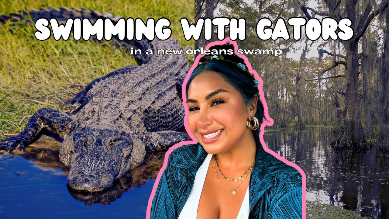 swimming with alligators in new orleans, louisiana (swamp tour with ...