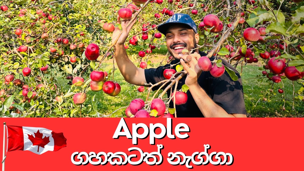 Apple ගහකටත් නැග්ගා 🇨🇦 | All You Can Eat Apples | Vlog 12 | Canada ...