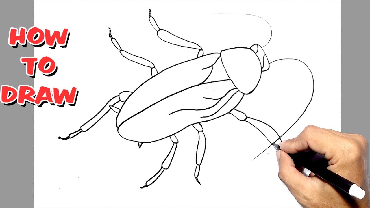 How to Draw Cockroach easy drawing - YouTube