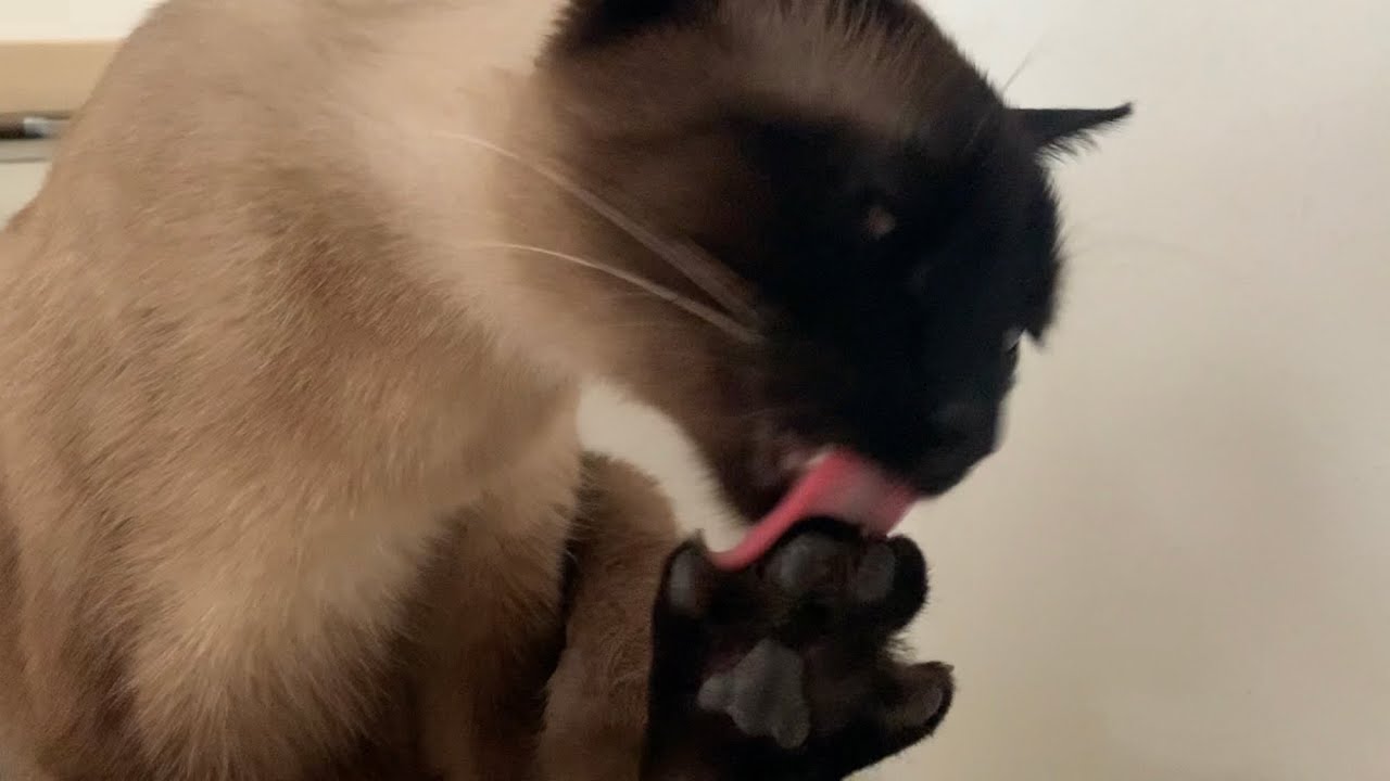 Siamese Cat eats his foot - YouTube