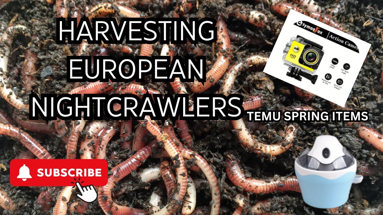 Harvesting European Nightcrawler’s, Temu spring items #worms #compost # ...