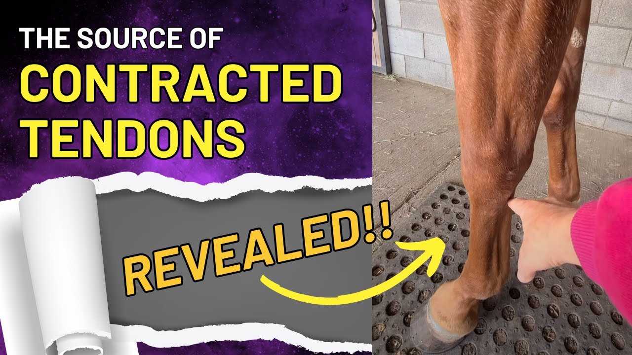 The Source of Contracted Tendons REVEALED!! || Holistic Horseworks ...