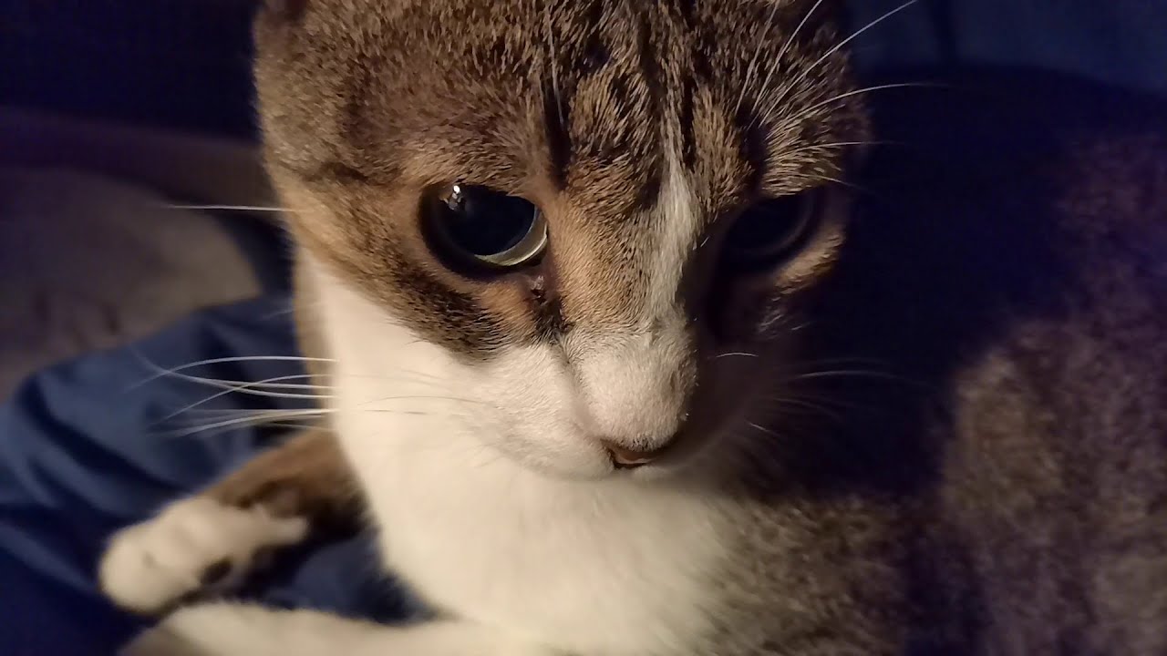 Happy Cat Purring Before Sleep - YouTube