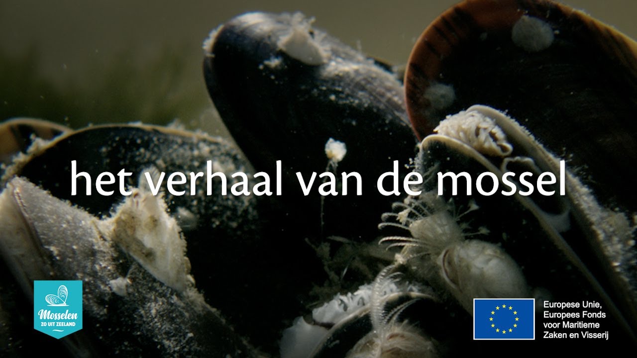 Het Verhaal van de Mossel - YouTube