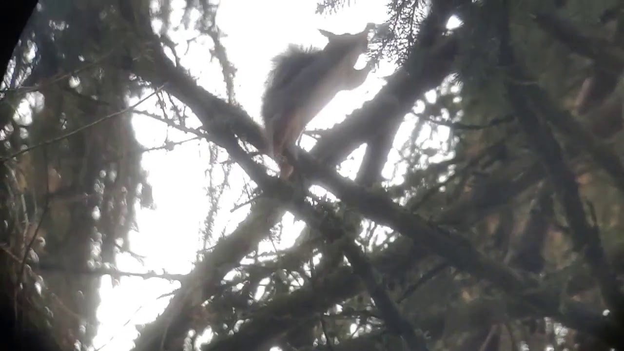 Squirrel life. The documentary. - YouTube