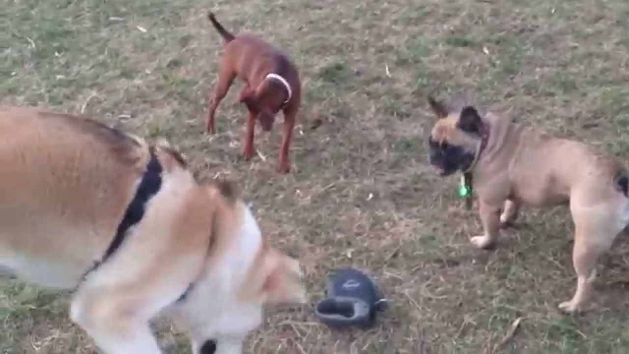 FunnyDogPlace Video - Angry Little Bulldog and Akita Inu - YouTube