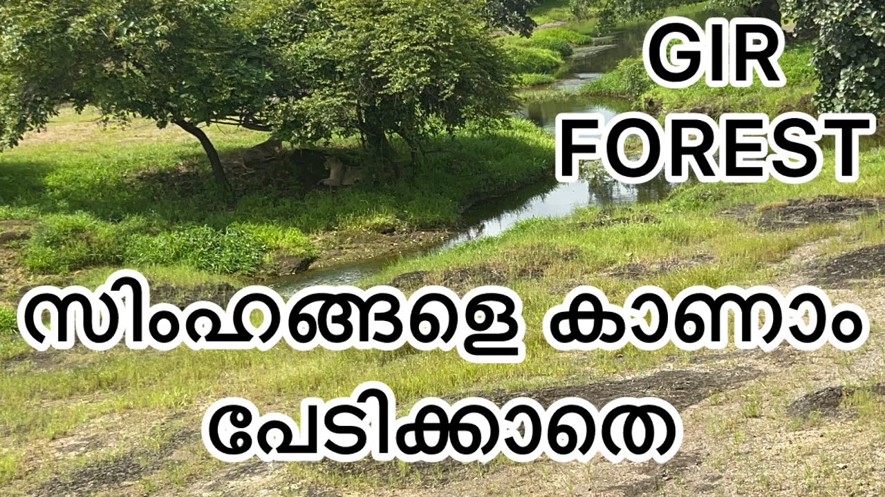 GIR NATIONAL PARK GUJARAT | Devalia National Park | Wildlife Sanctuary ...