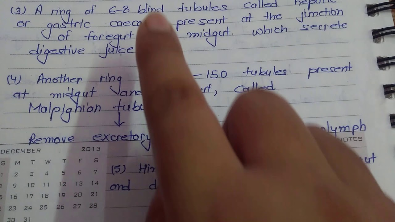 NCERT Biology Notes# 'COCKROACH'#Chapter -7# Structural Organisation In ...