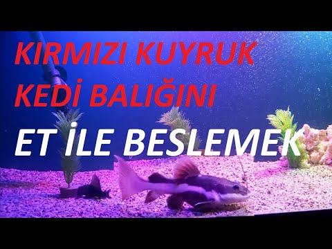 Kırmızı Kuyruk Kedi Balığını et ile besledim