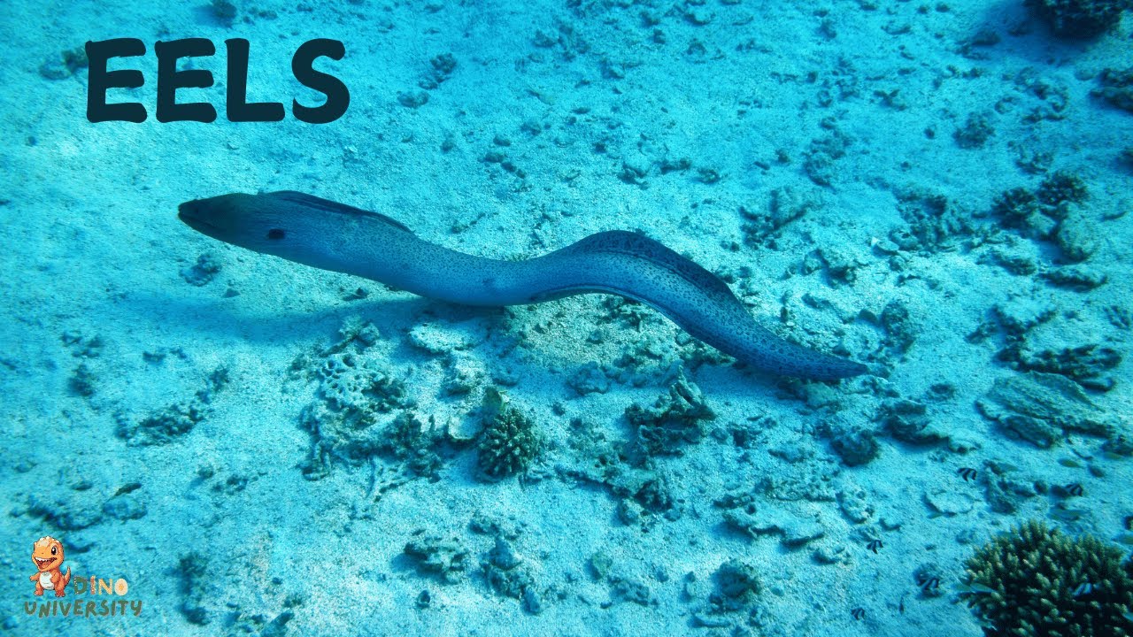EELS: Nature's Most Unusual Creature - YouTube