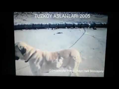 Tuzköylü efsane petrolcuların TAYSIN .. 2005 ve Gedik Kaya Görüntüsü..