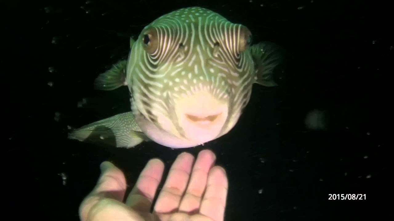 buffer fish night - YouTube