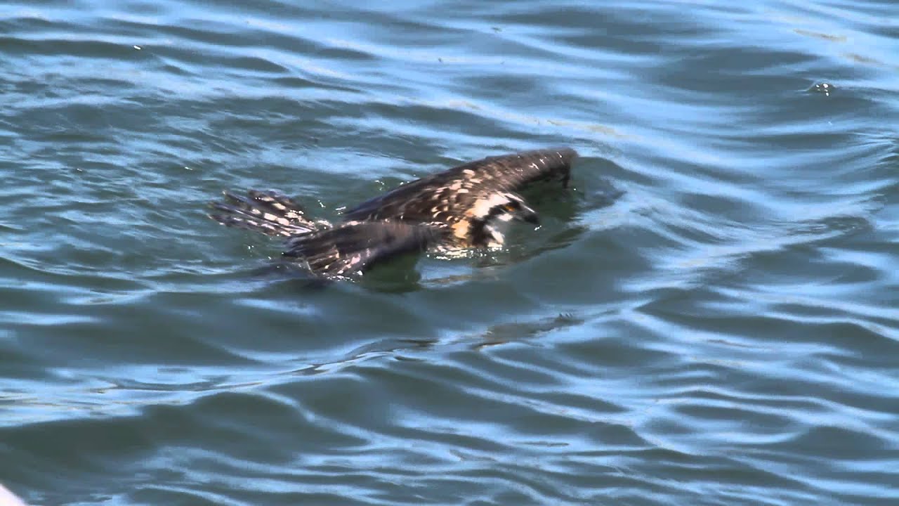 Osprey Swim - YouTube