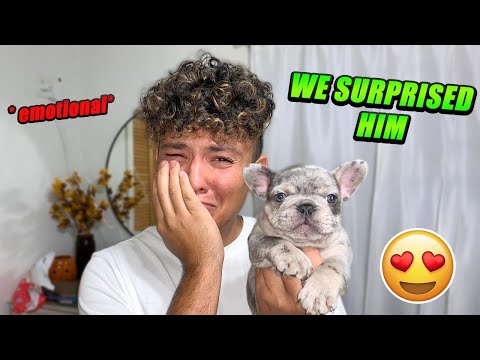 WIR ÜBERRASCHEN MEINEN BRUDER MIT EINEM NEUEN WELPEN ***Er weinte