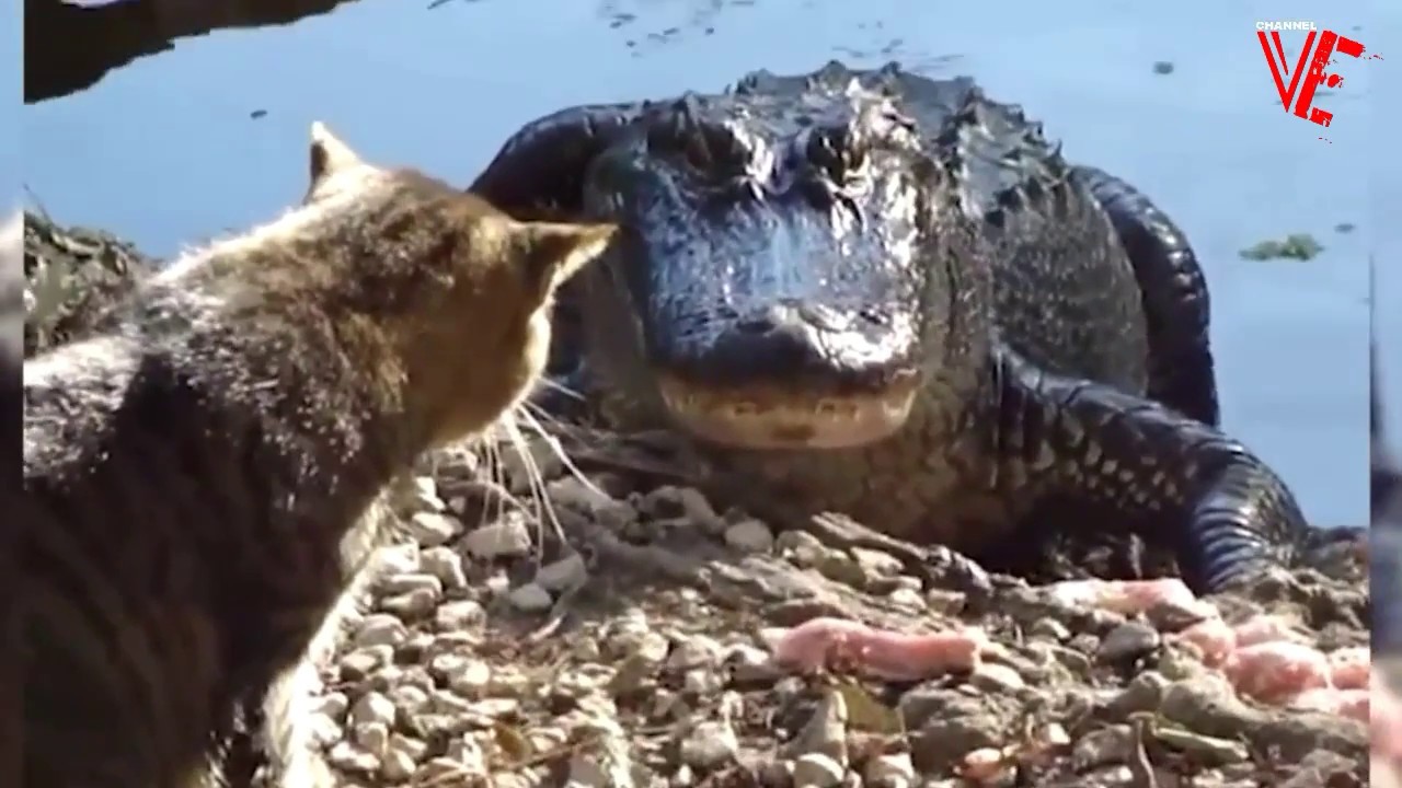 FUNNY VIDEO ANIMAL'S ( cat, alligator, dog, monkey, snake, mouse, fox ...