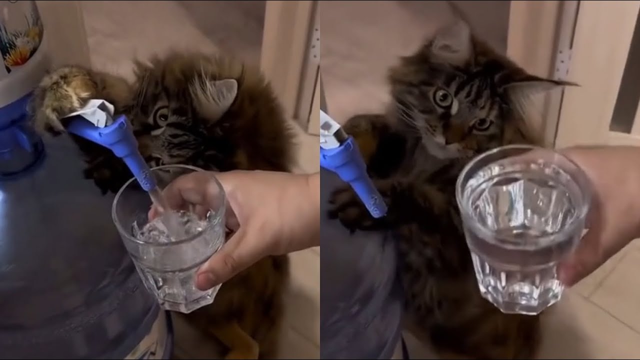 Smart Cat Pouring Water For Owner - YouTube