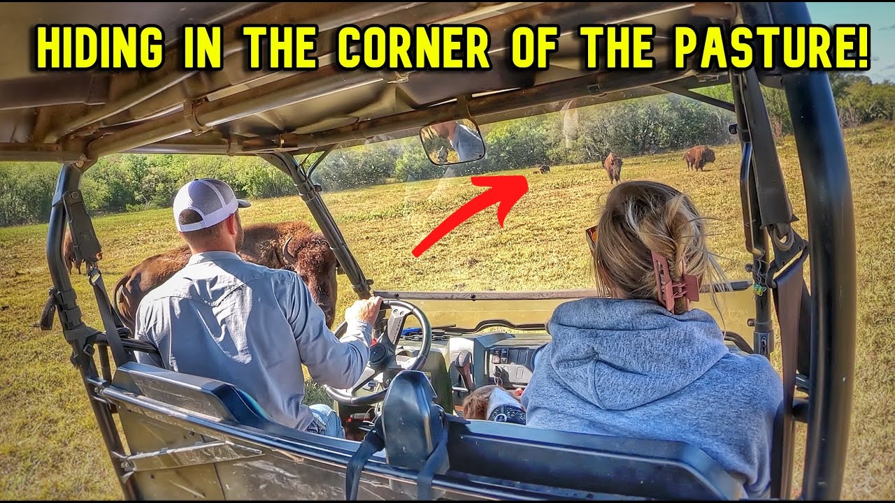 Herd Check Turns Into a NEW Discovery! - YouTube