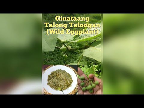 Ginataang Talong Talongan - Turkey Berry - Wild Eggplant - Nakatikim ka na ba nito?