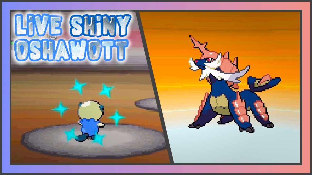 [LIVE] Shiny Oshawott after 3504 SRs in White + Evolution Showcase ...
