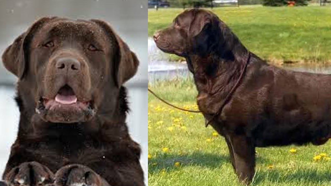 Heavy bone Chocolate Labrador Retriever available for stud in Danish ...