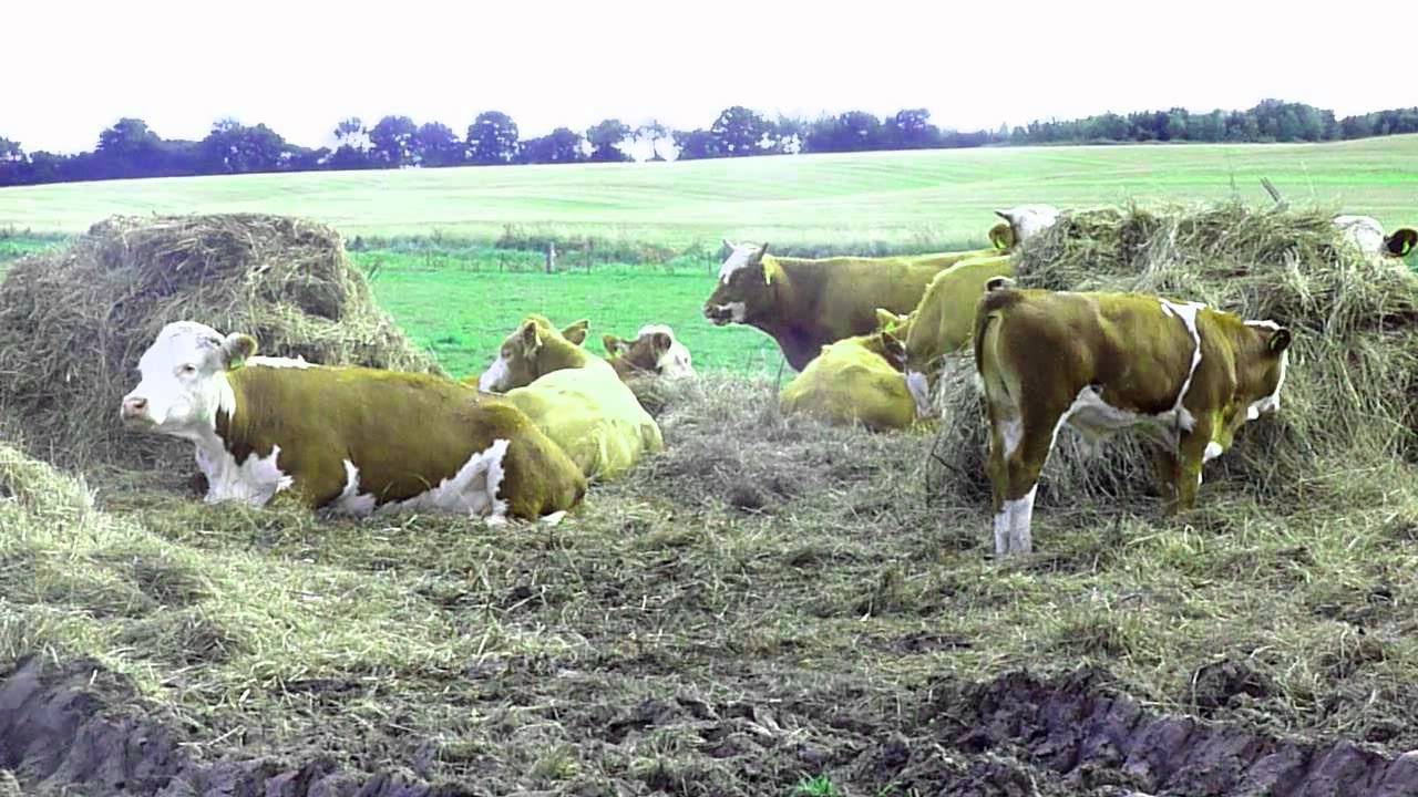 ≡ A/O Stream: Holy Cows and Hay Day Happiness ≡ - YouTube