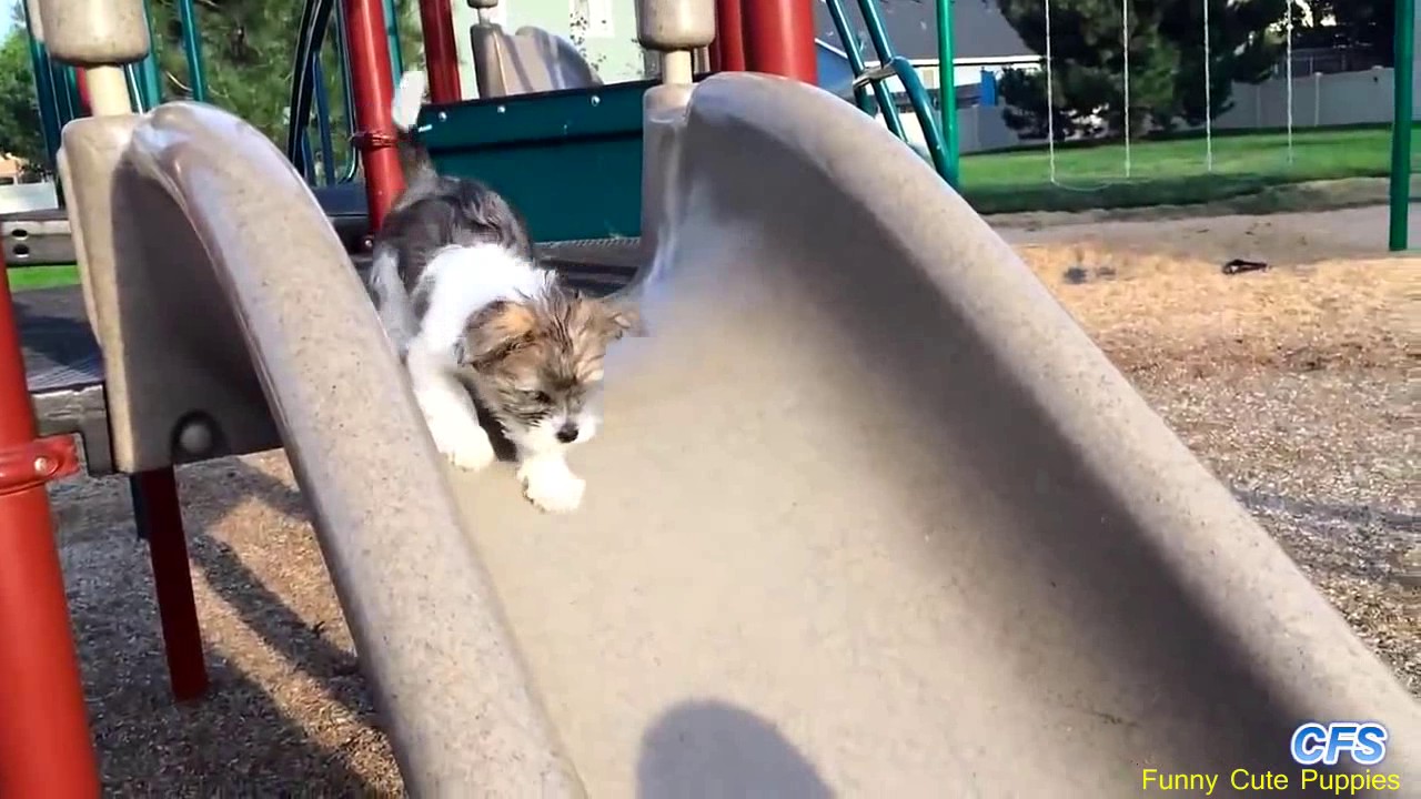 Funny Cute Puppies - "Puppies on Slides - Compilation" || CFS - YouTube