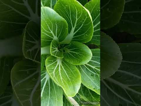 sopji video