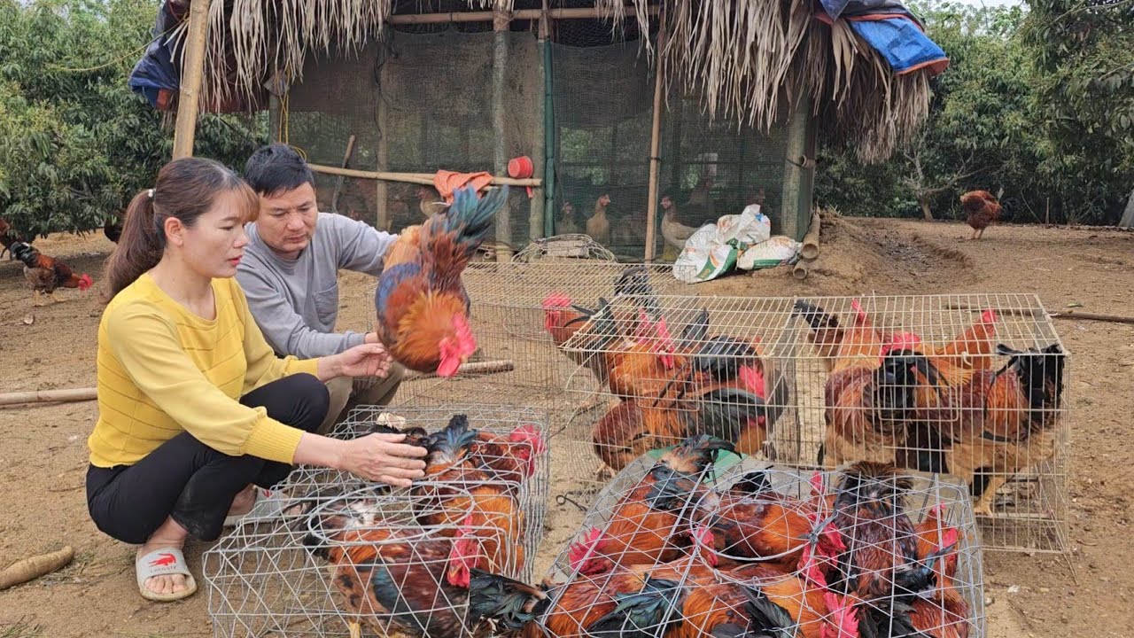Catch chickens to sell to traders. Renovate the farm into a vegetable ...