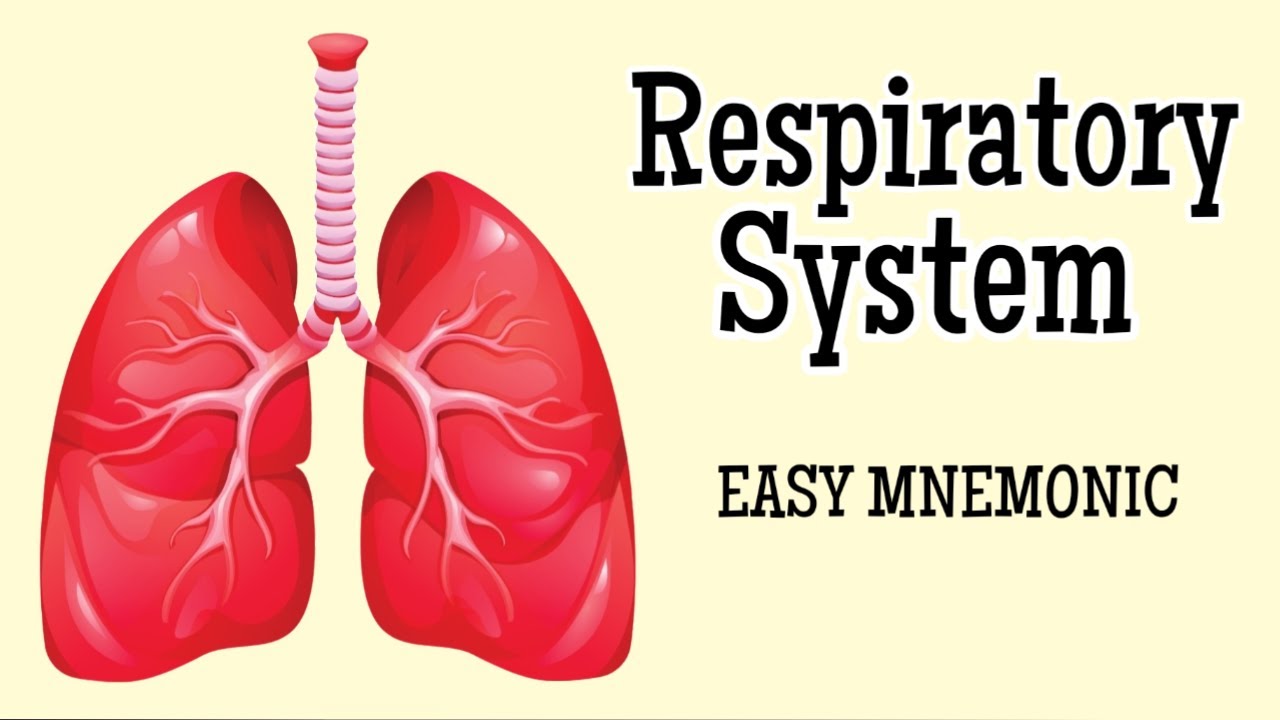 Respiratory System | EASY Mnemonic For Memorizing Parts of the Lower Respiratory Tract - YouTube