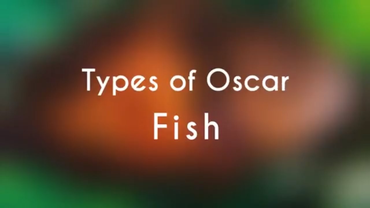 Types of Oscar Fish - YouTube