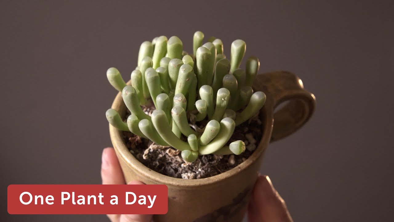 Fenestraria rhopalophylla (Baby Toes Plant) Houseplant Care — 329 of ...