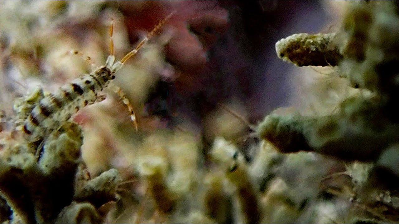 duiken,Nederland,Zeeland,Zeelandbrug,een drama in wording, klauw ...