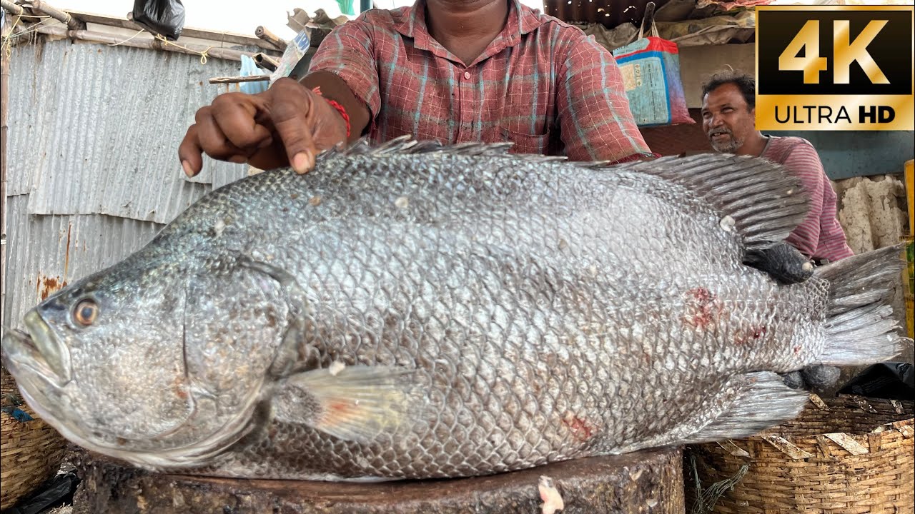 Koduva Fish cutting video /fishcuttingrs#fishcuttingrs #fish #kasimedu ...