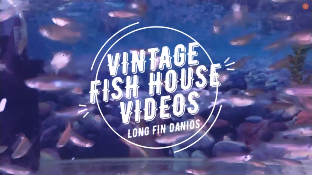 DANIOS BEING DANIOS - Long Fin Danio Fish Swimming in an Aquarium Vintage Fish House Video (2019 ...