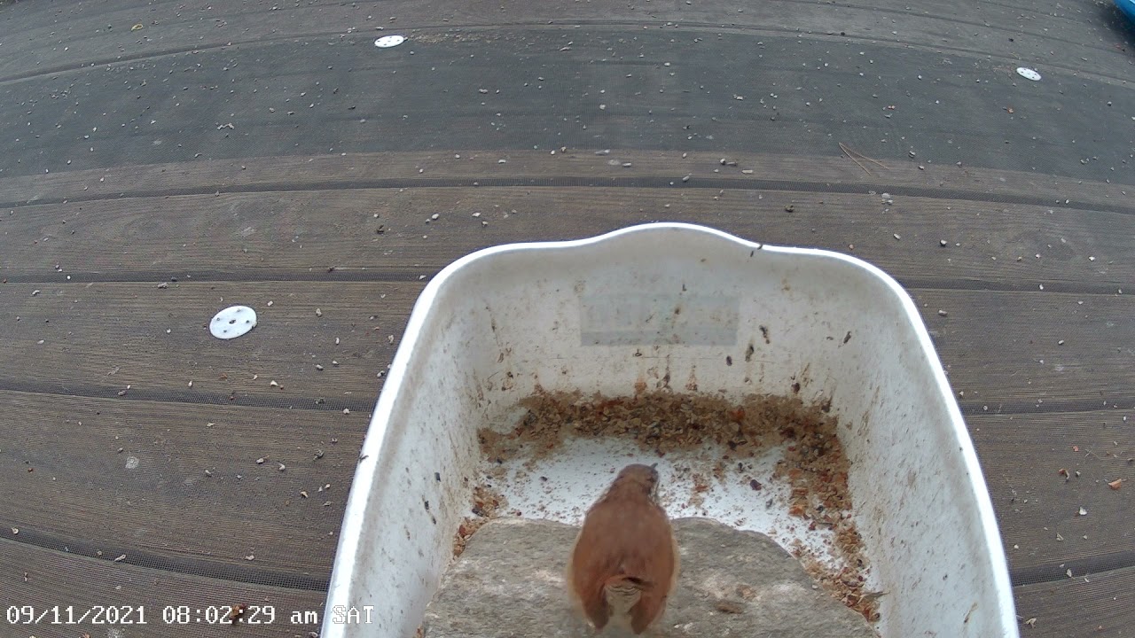 California Wren - Video Compilation 2021 - YouTube