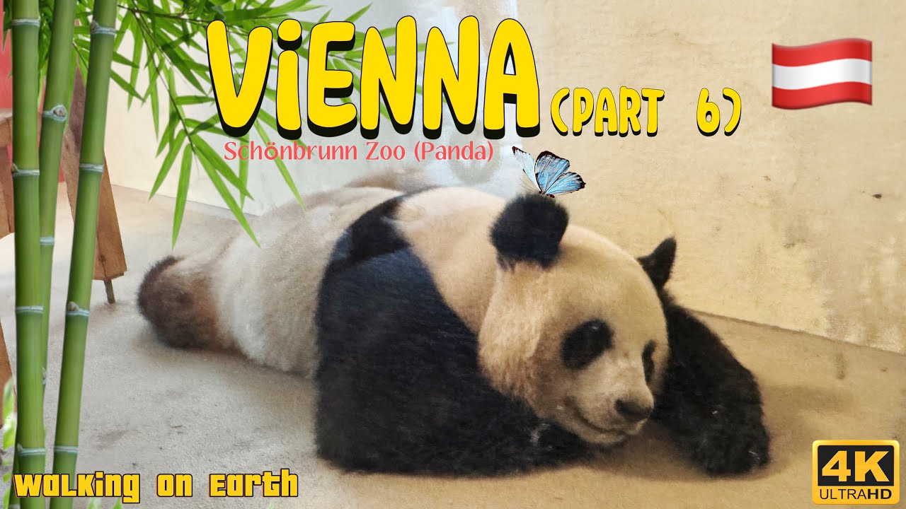 A Magical Day with Giant Pandas at Schönbrunn Zoo 🐼 Travel Vlog | Vienna Walking Tour (4K/60fps ...