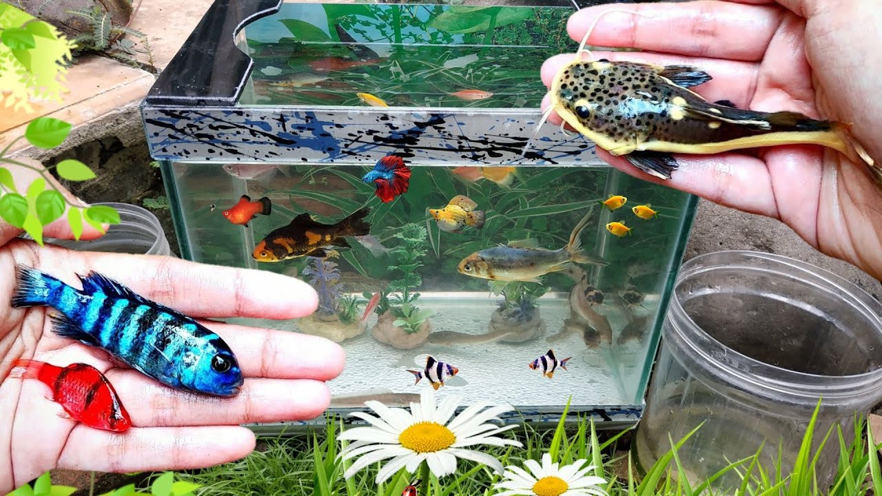 Catch Colorful Fish, Glofish, Betta Fish, Goldfish, Ornamental Fish ...