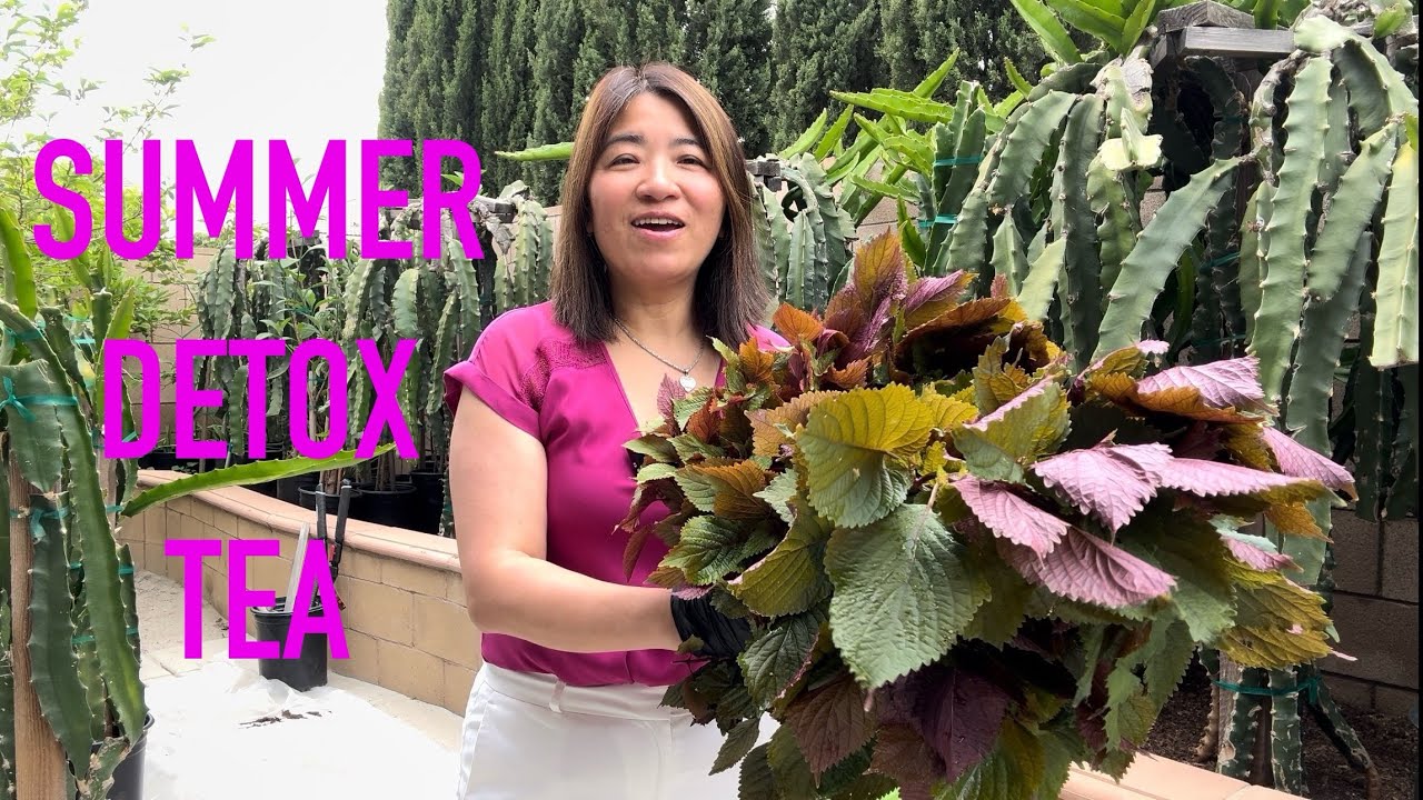 How to cook the PERILLA & BEAN SPROUTS healthy drink easy steps - YouTube