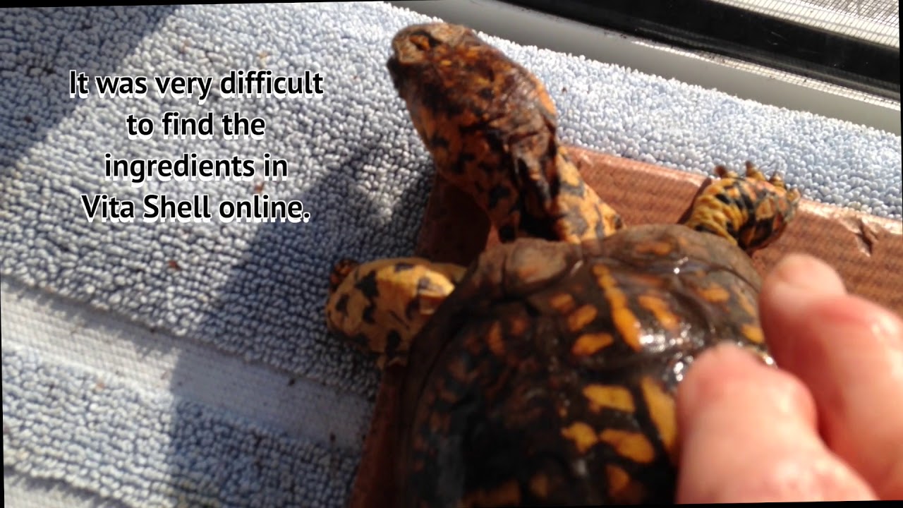 Vita Shell NO NO NO - box turtle care- Sparky Vid - YouTube