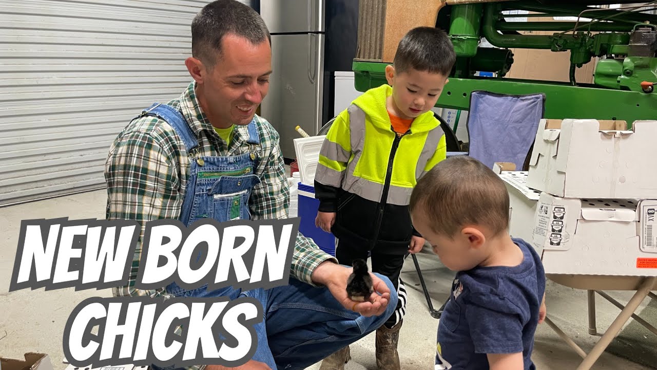 How to raise chickens from chicks - welcoming new born chicks - YouTube