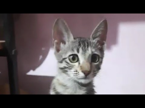 Best of Lili Cat 🐱🐈 37 - YouTube