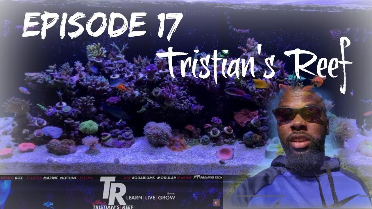 DC Reefer Episode 17: Part 1 of Tristain's Reef - YouTube