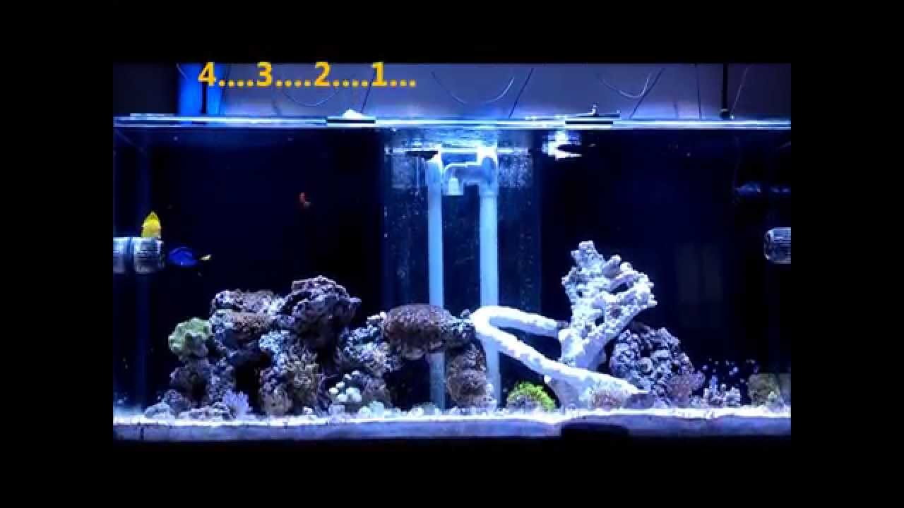 START of 120g SALTWATER CORAL REEF TANK - YouTube