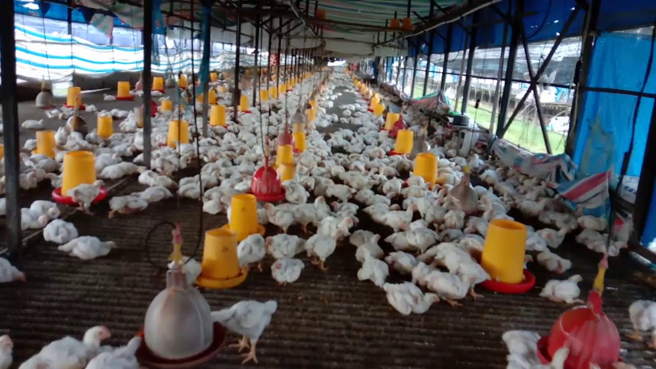 Ayam umur 24👍 - YouTube