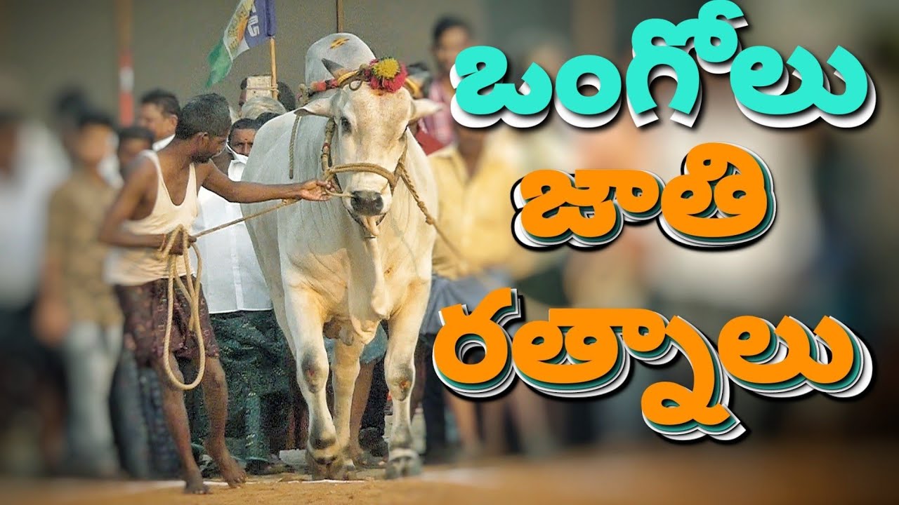 INDIAN PRIDE|| ఒంగోలు జాతిరత్నాలు|| ONGOLU GITTHALU|| INDIAN FAMOUE ...