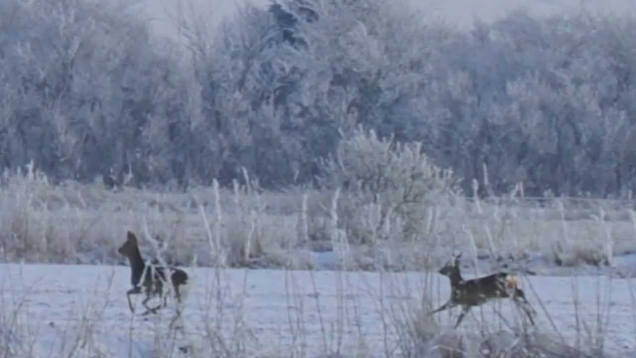 Vinter natur billede med Rådyr - YouTube