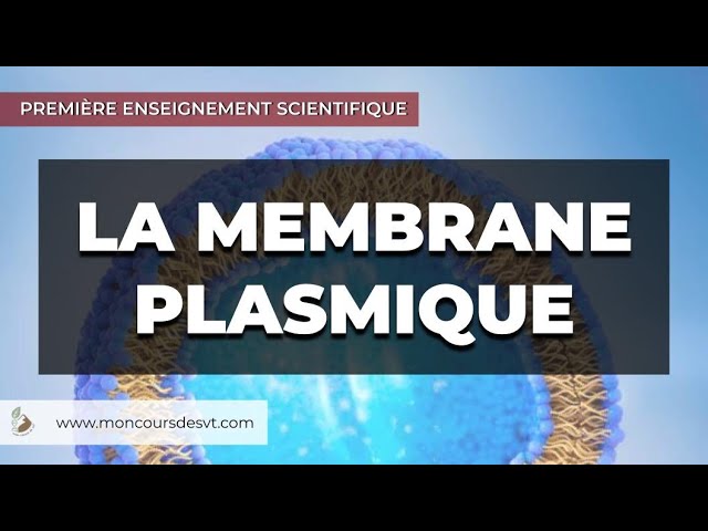 Diagramme De La Membrane Cellulaire Avec Fonctions Structure