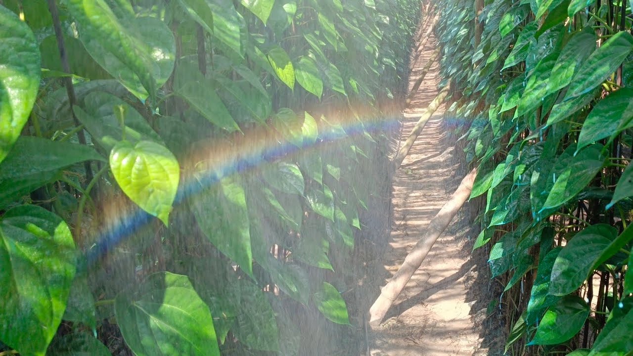 A rainbow after rain is very fantastic to look at.this is the nature of ...