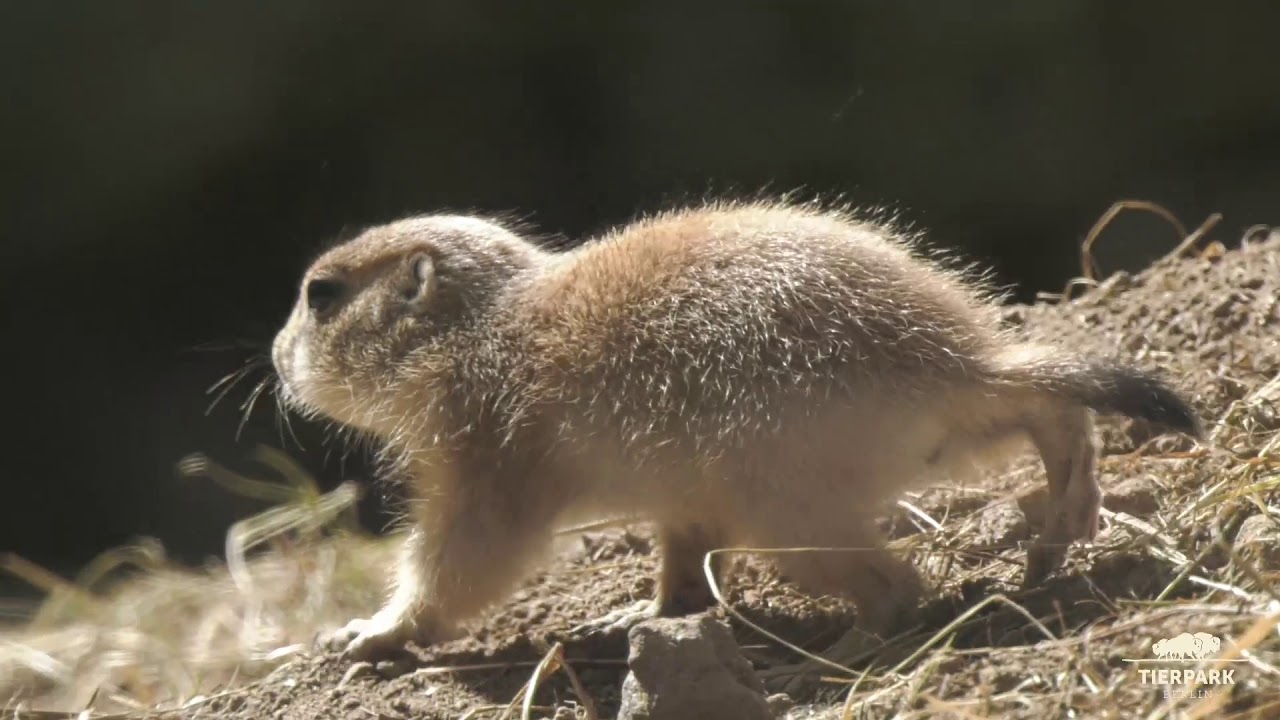 Nachwuchs bei den Präriehunden im Tierpark Berlin - Black-Tailed ...